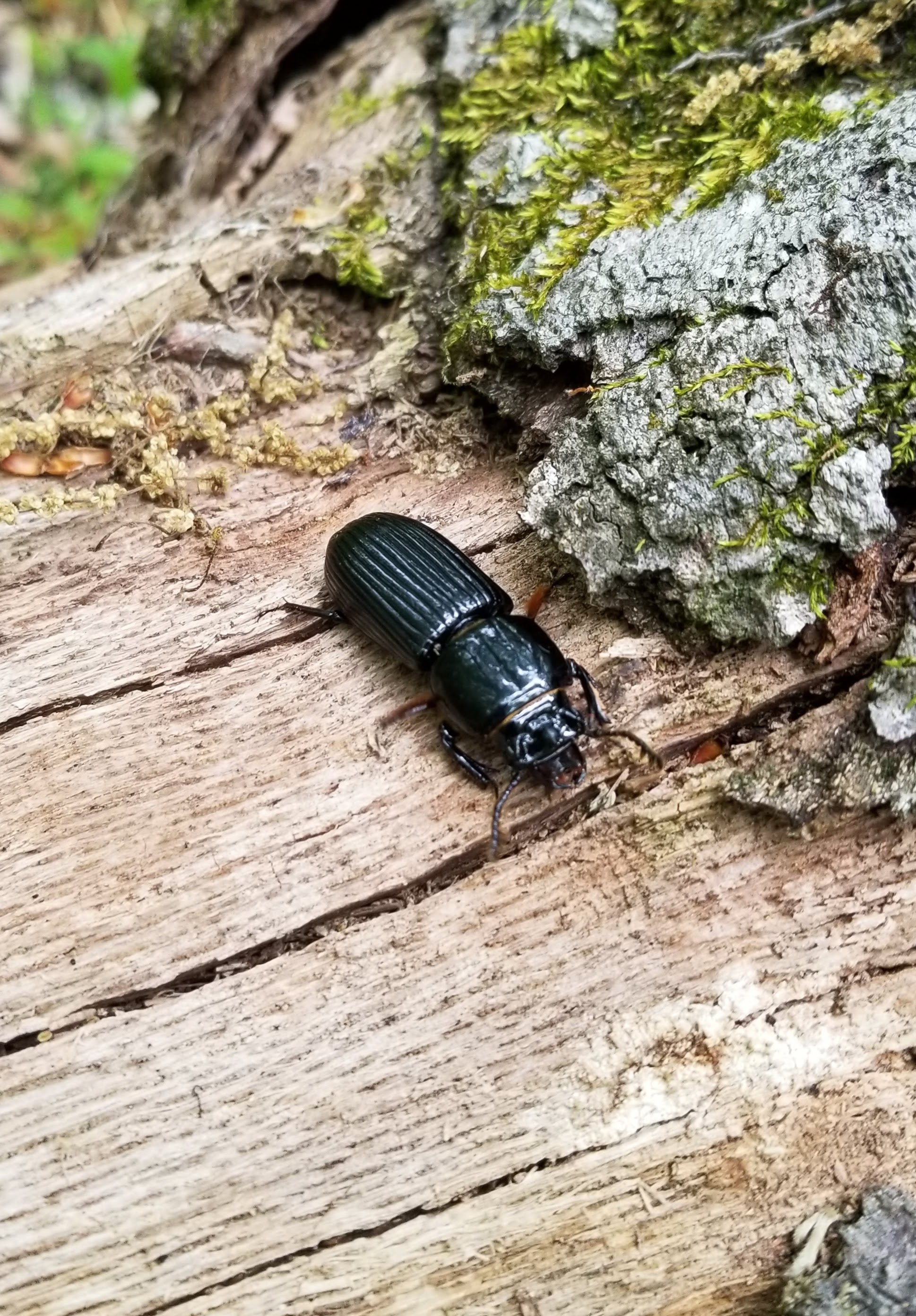 beetle-on-a-log – Maryland Grows