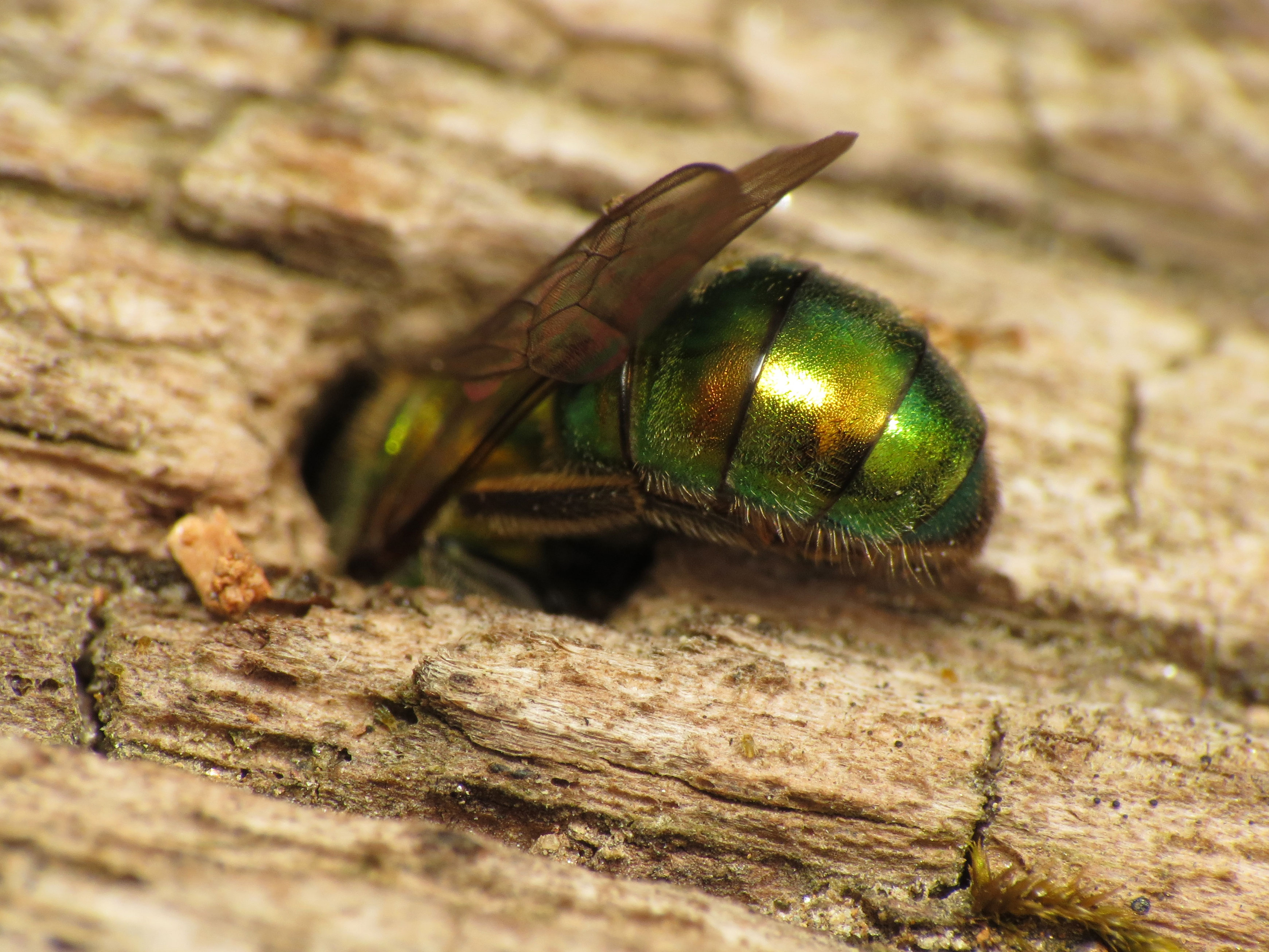Stem-Nesting Bees in Maryland – Maryland Grows