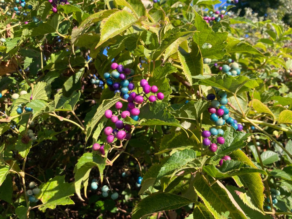 Getting Rid of Invasive Plants: Solarization, Smothering, Repeated ...