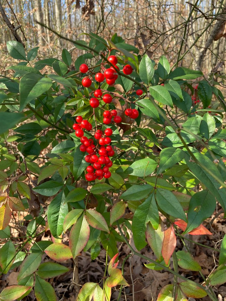 Getting Rid of Invasive Plants: Solarization, Smothering, Repeated ...