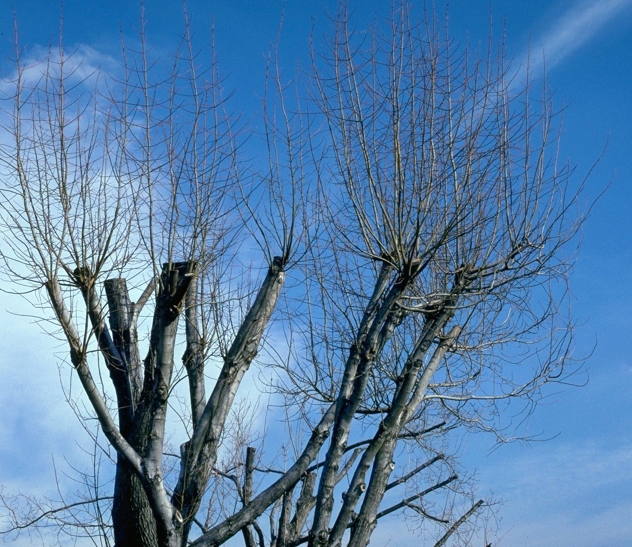 Topping Harms the Health of Trees – Maryland Grows