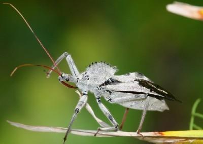 Scary Bugs (And Why You Shouldn’t Be Afraid) – Maryland Grows