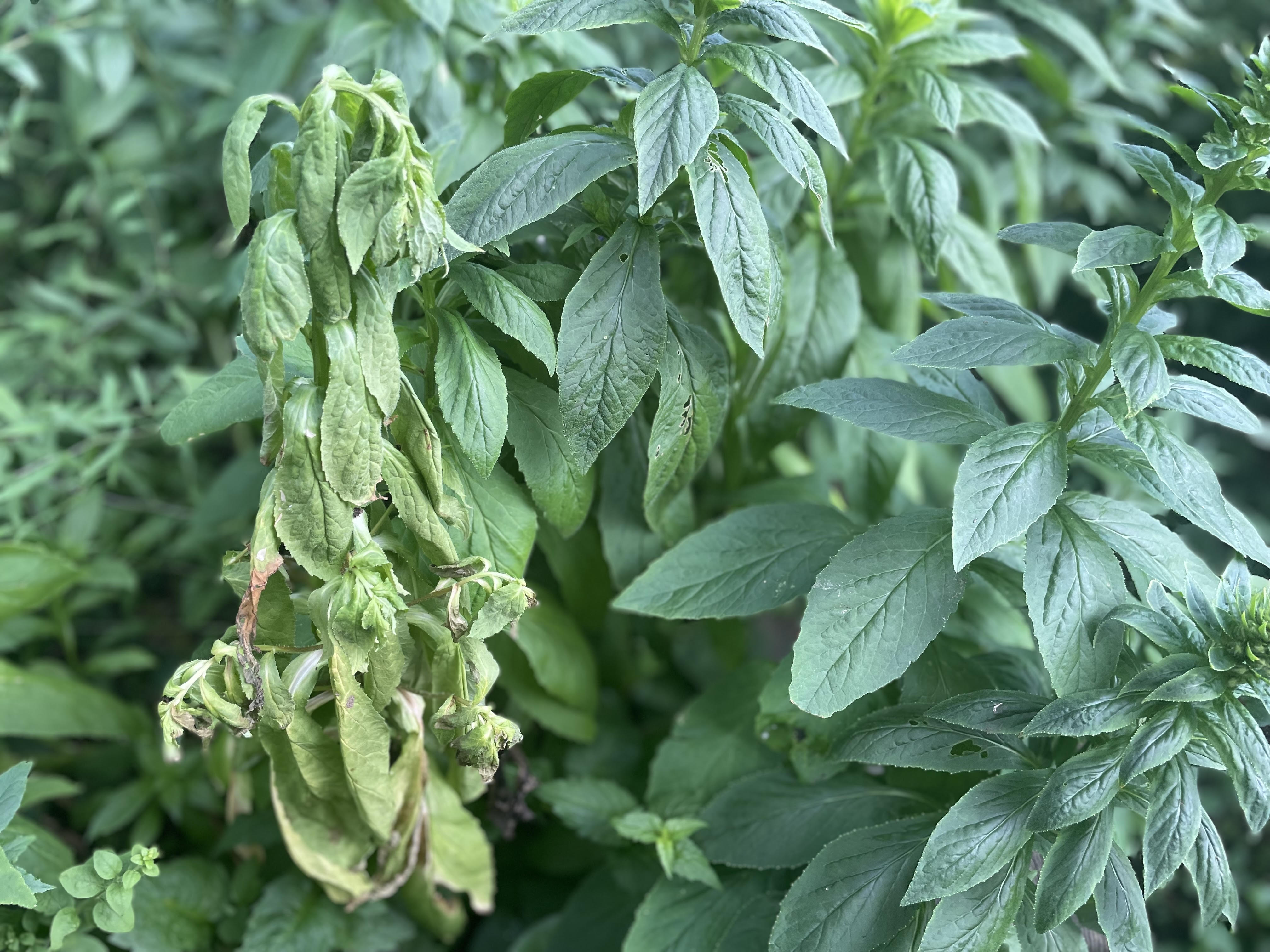 Q&A: What Causes Patchy Wilting? – Maryland Grows