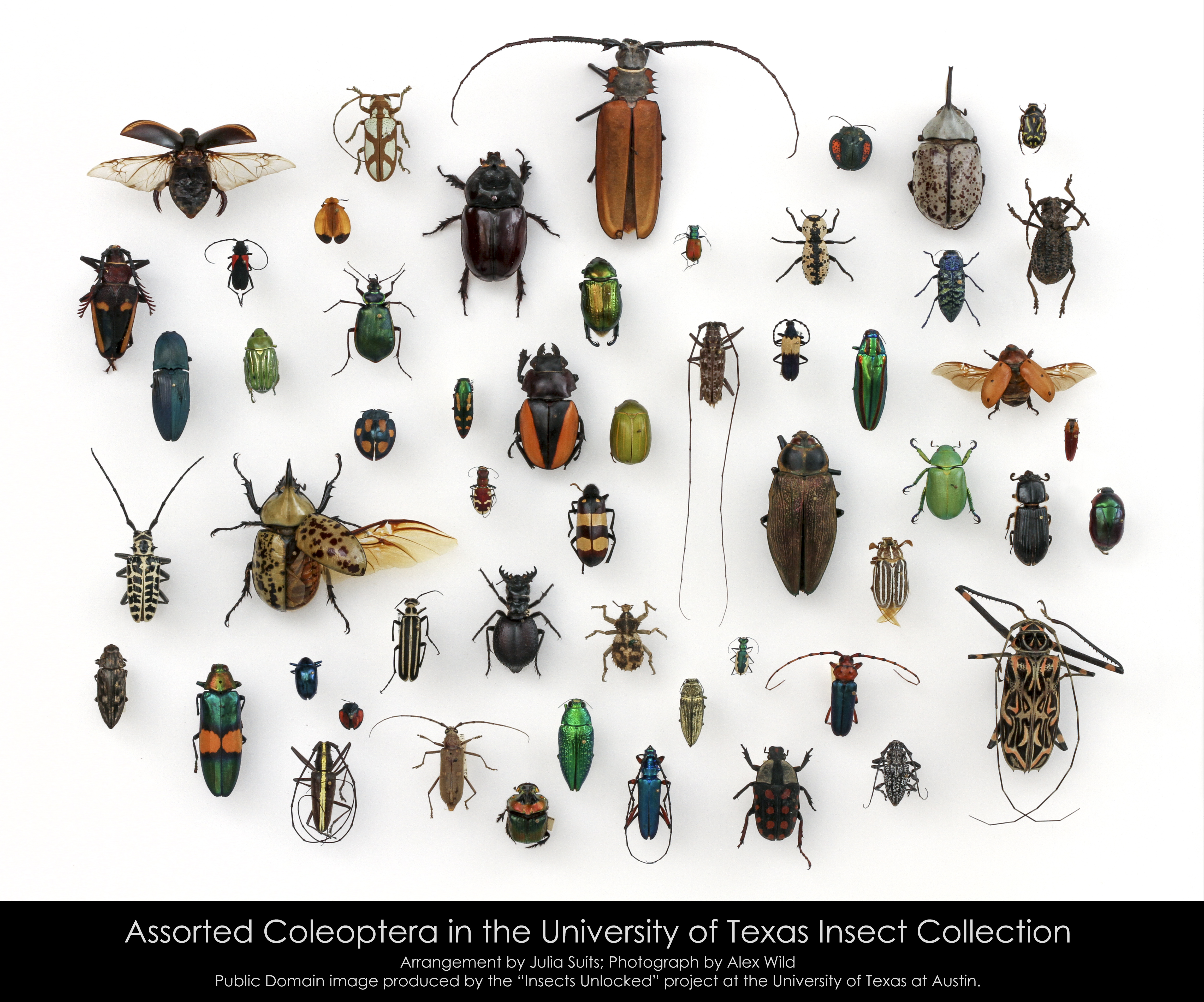 insects