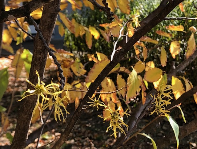Fall Blooming Native Witch Hazel – Maryland Grows