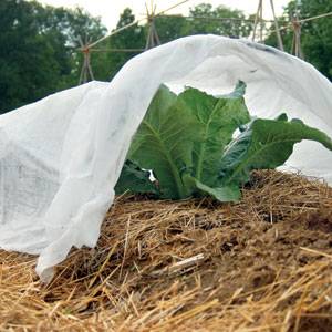 floating row cover – Maryland Grows