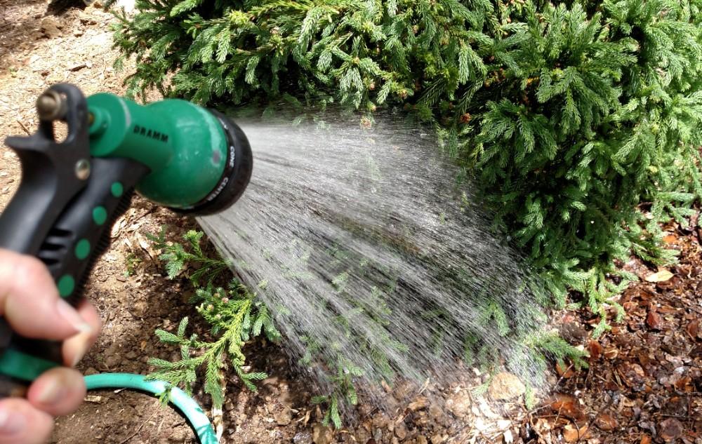 watering with hose at plant base – Miri Talabac (1) – Maryland Grows