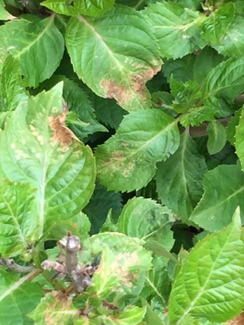 Hydrangea injured by cold weather